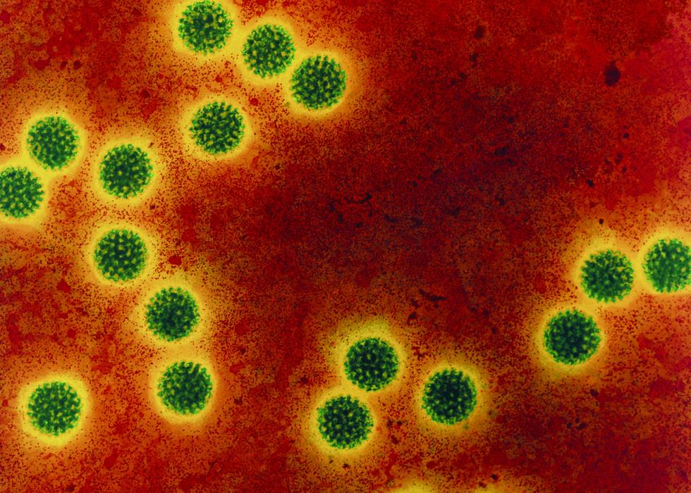 Vaccine & Immunotherapy Center - The Wistar Institute