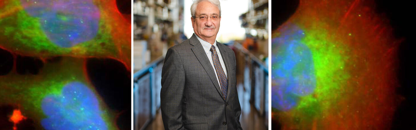 Wistar Scientists Successfully Engineer a Goldilocks Construct ...